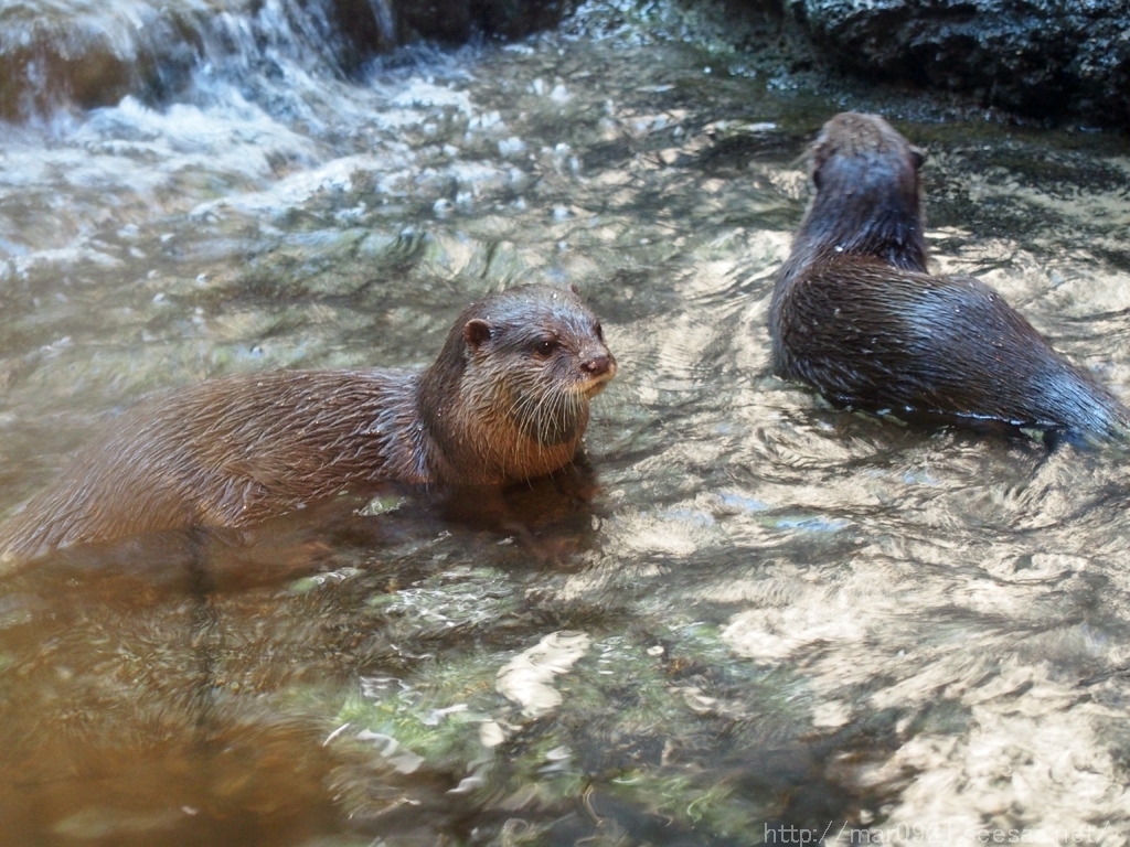福岡市動物園来訪記（水辺の動物編）: まるろぐ。